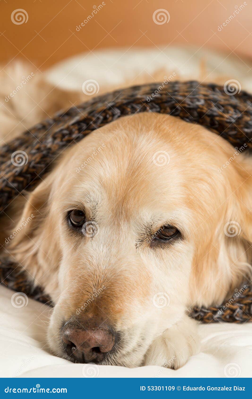 Freddo Del Cane Di Golden Retriever Immagine Stock - Immagine di ...
