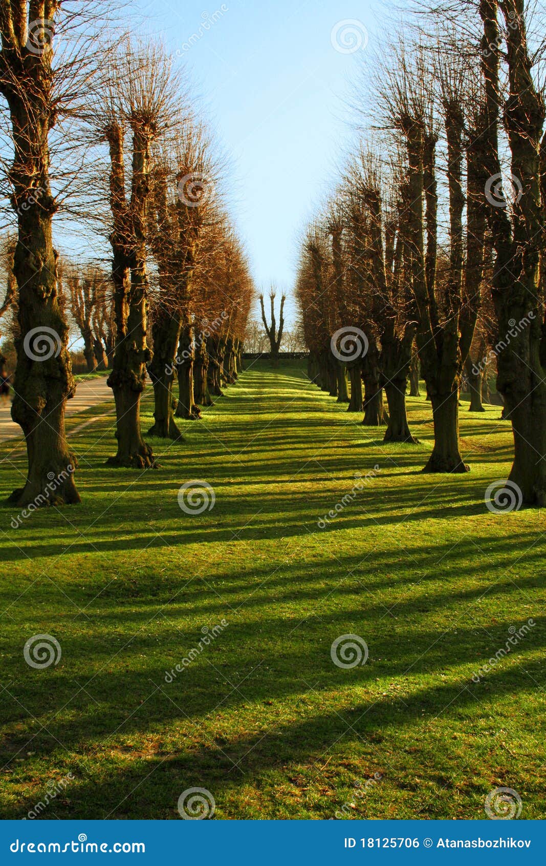 Frederiksberg Park in Copenhagen Stock Photo - Image of lane, forest ...