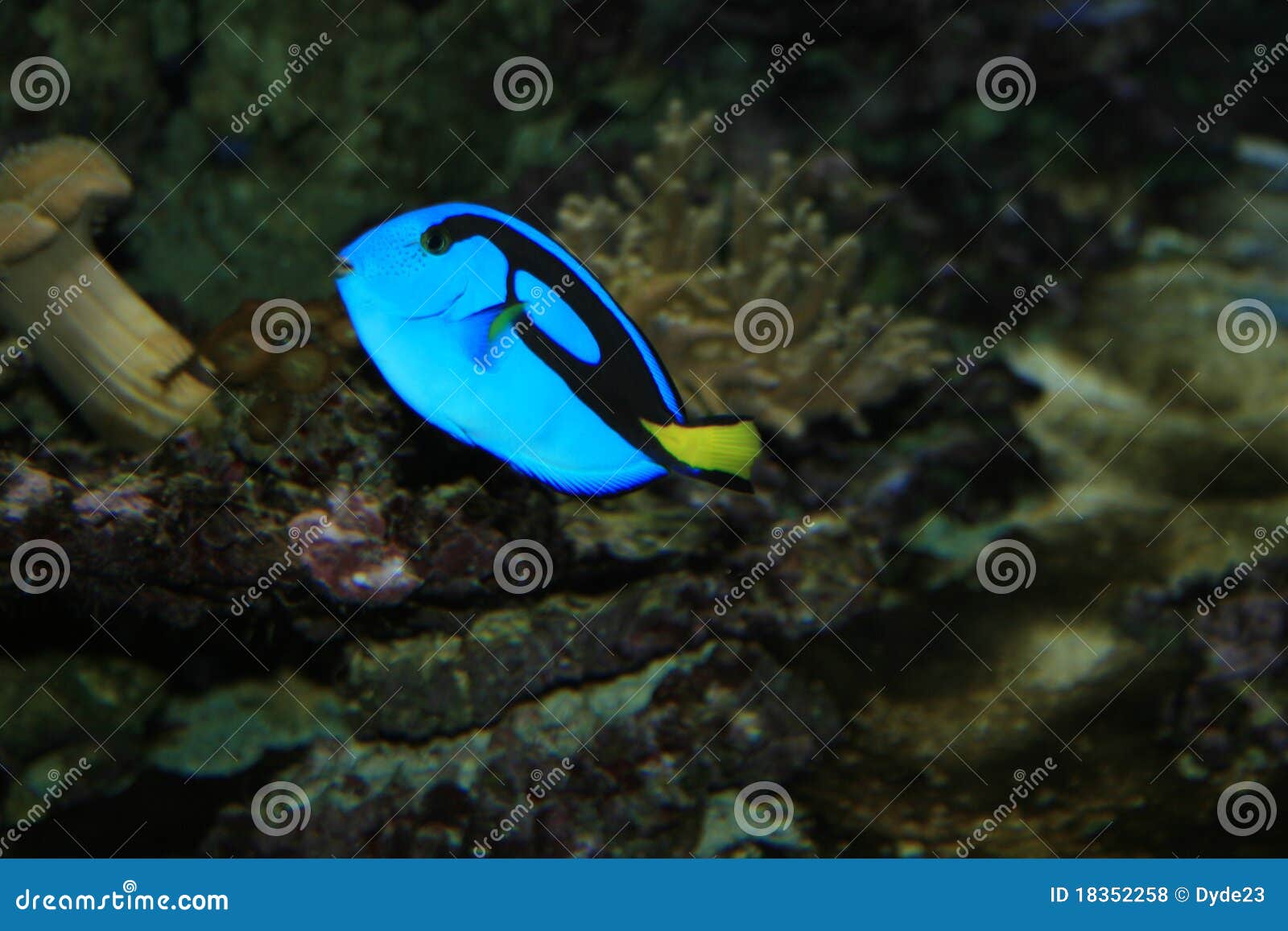 Fredom of the Small Blue Fish Stock Photo - Image of life, freedom ...