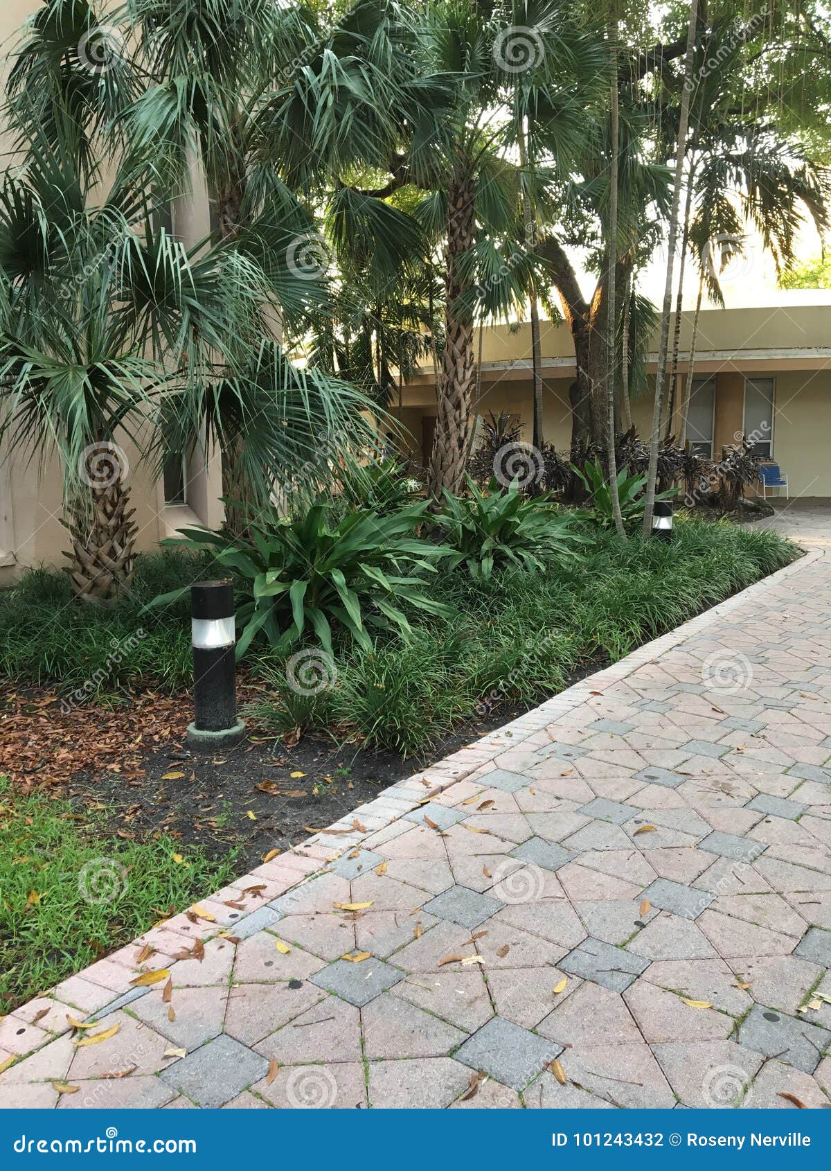 Walk way path palms trees stock photo. Image of palms - 101243432