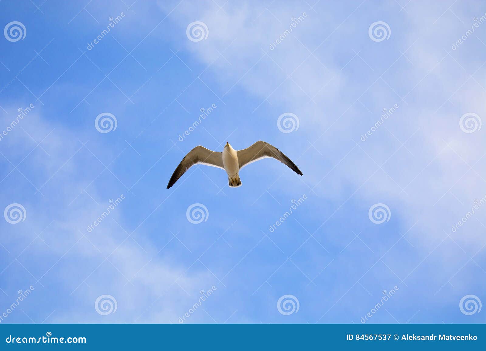 A free bird above the sea stock image. Image of blue - 84567537
