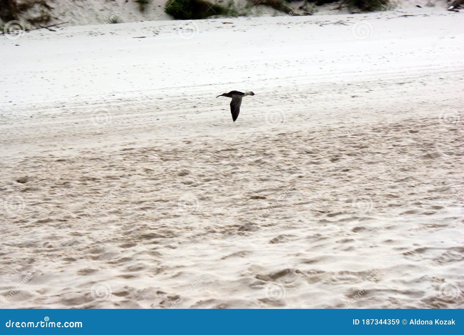 A Free Bird Flies Over the Beach Stock Image - Image of beach, flies ...