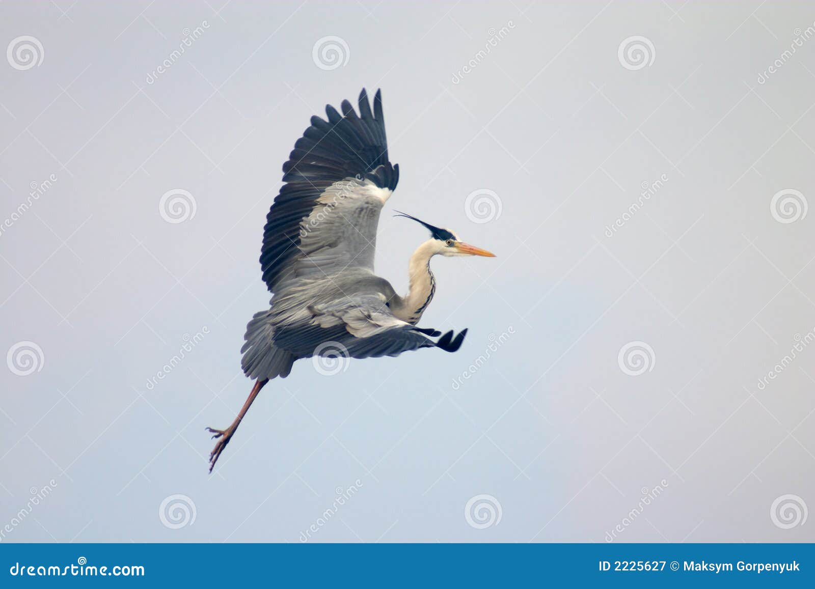 Free bird in a sky stock image. Image of hover, soar, nature - 2225627