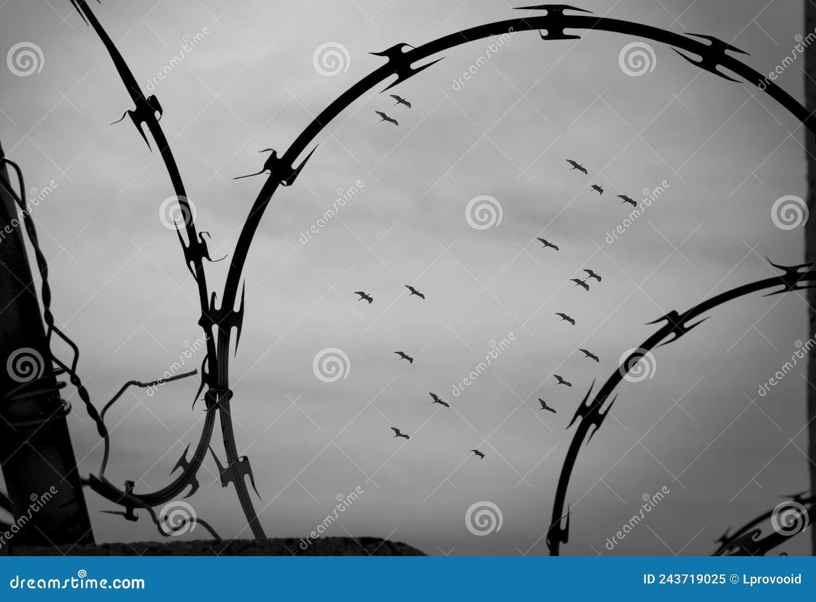 Free and Captive Illustration Stock Image - Image of isolated, black ...