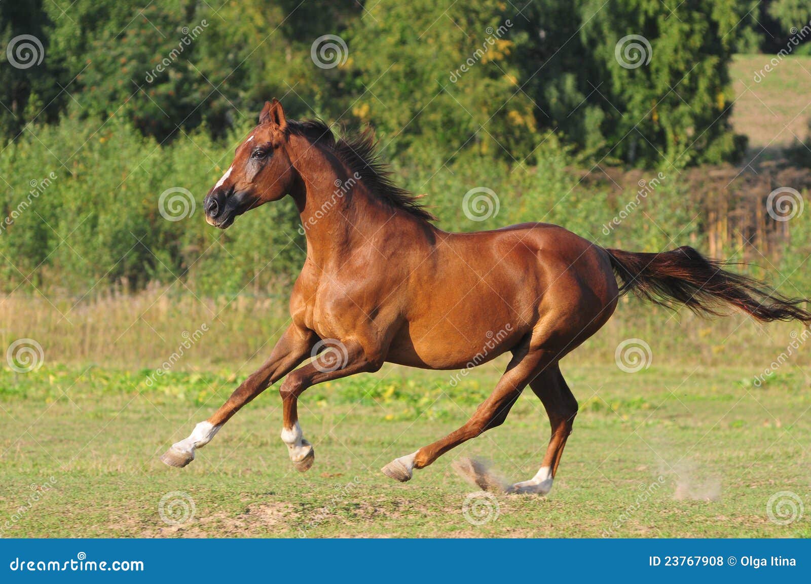 Free chestnut horse stock photo. Image of pasture, equine - 23767908