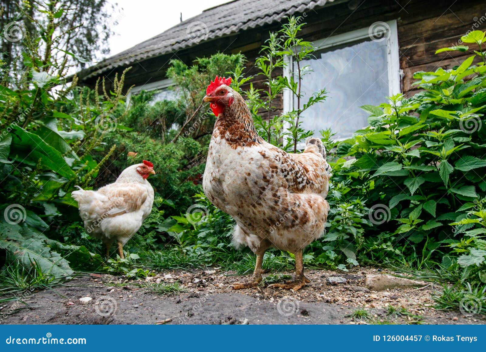 Free chicken in farm stock image. Image of grass, mammal - 126004457
