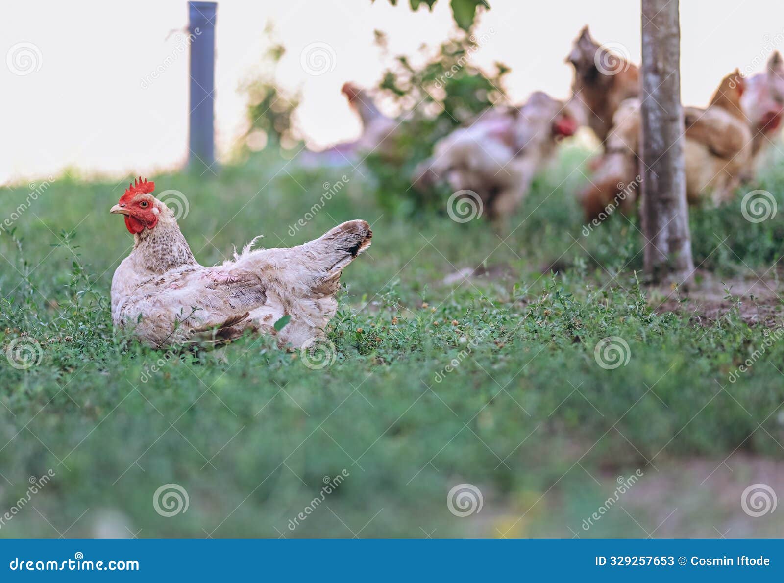 Free Chicken in a Yard stock image. Image of feather - 329257653
