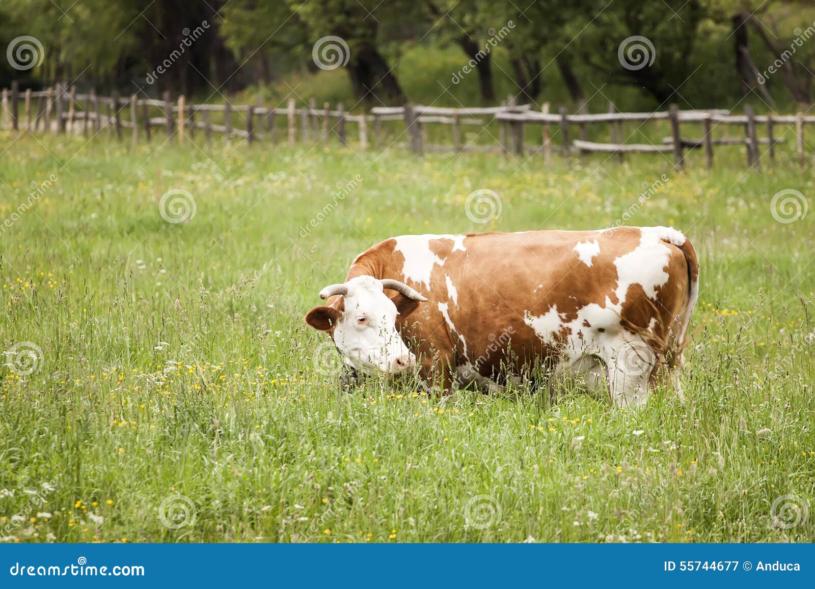 Free cow stock image. Image of domestic, field, wild - 55744677