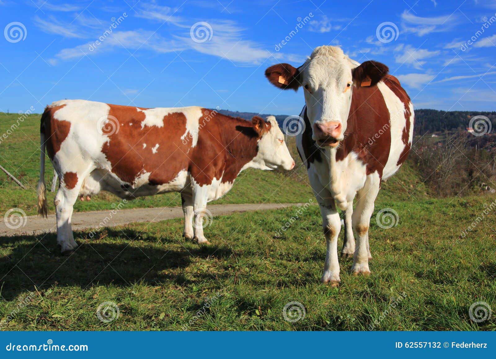 Free cows stock photo. Image of graze, cows, happy, cheese - 62557132