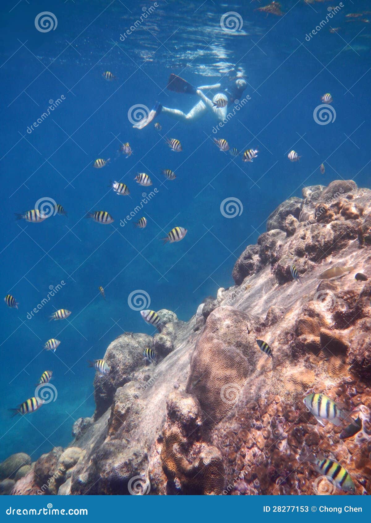 Free diver in deep ocean stock image. Image of marine - 28277153