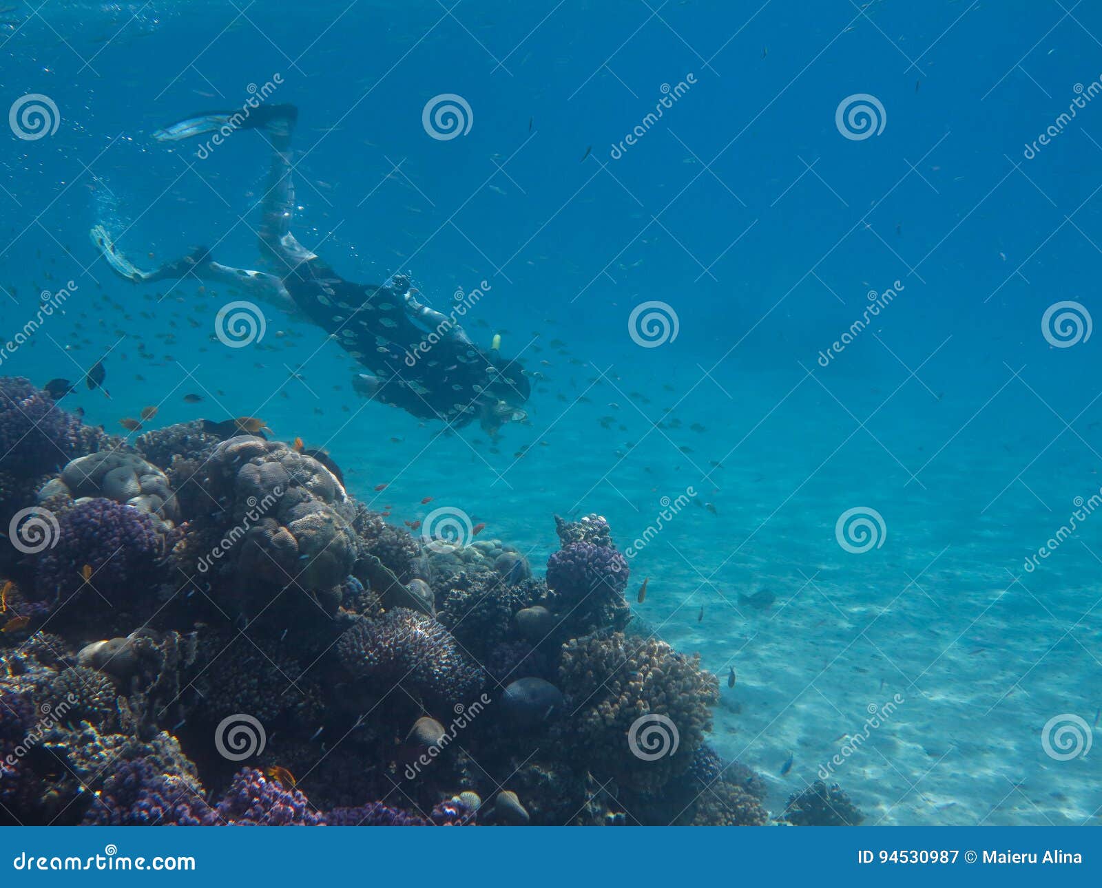 Free Diver From Projeto TAMAR Capturing Sea Turtle Editorial Image ...