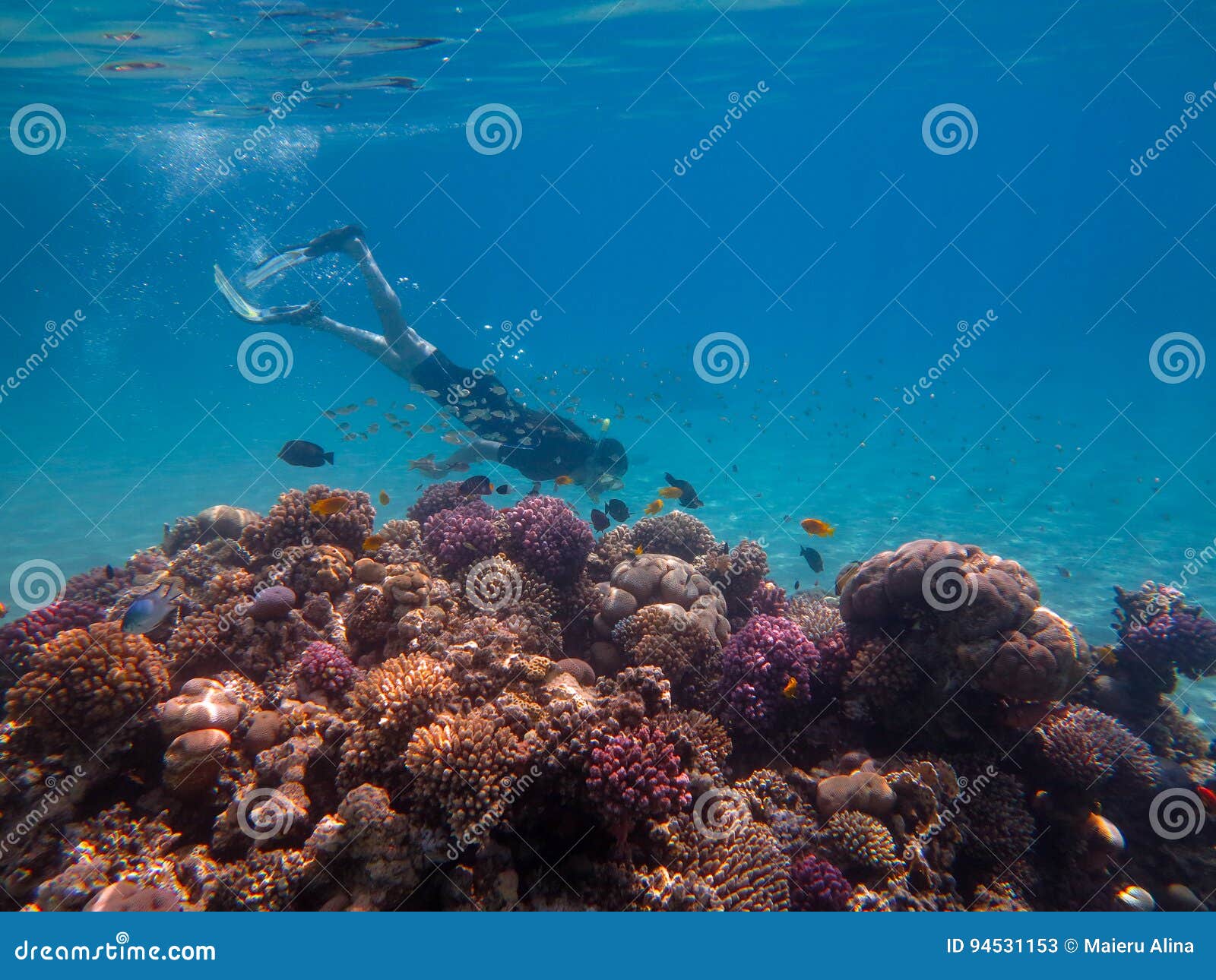 Free Diver From Projeto TAMAR Capturing Sea Turtle Editorial Image ...
