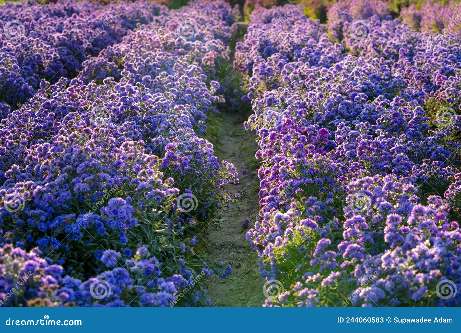 Free Empty in the Purple Field Flower Bloom Stock Image - Image of ...