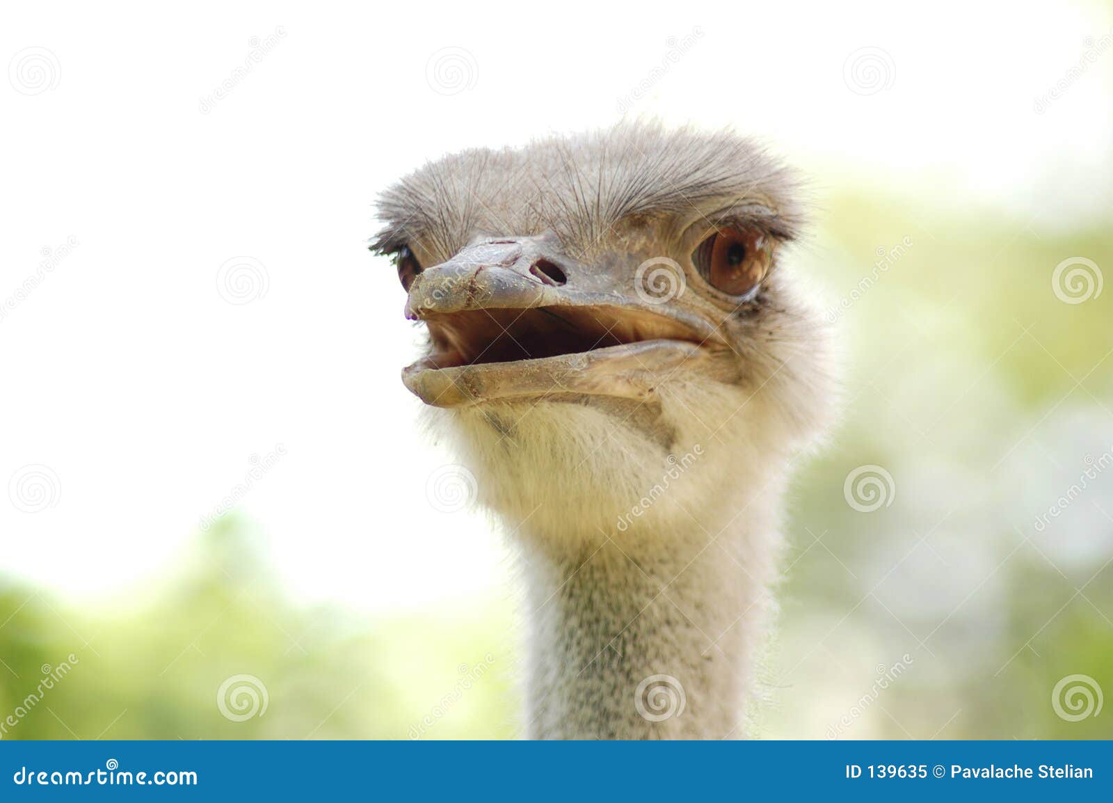 Free emu stock image. Image of head, wild, nature, smile - 139635