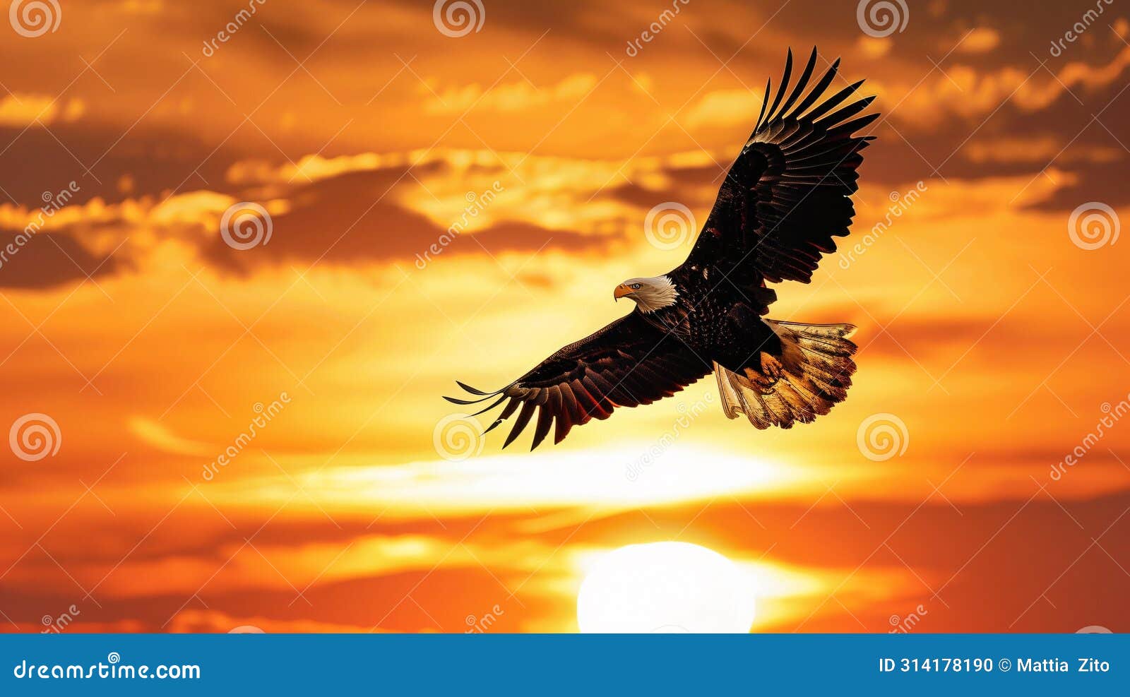 The Free Flight of an Eagle in the Sunset Stock Photo - Image of sunset ...