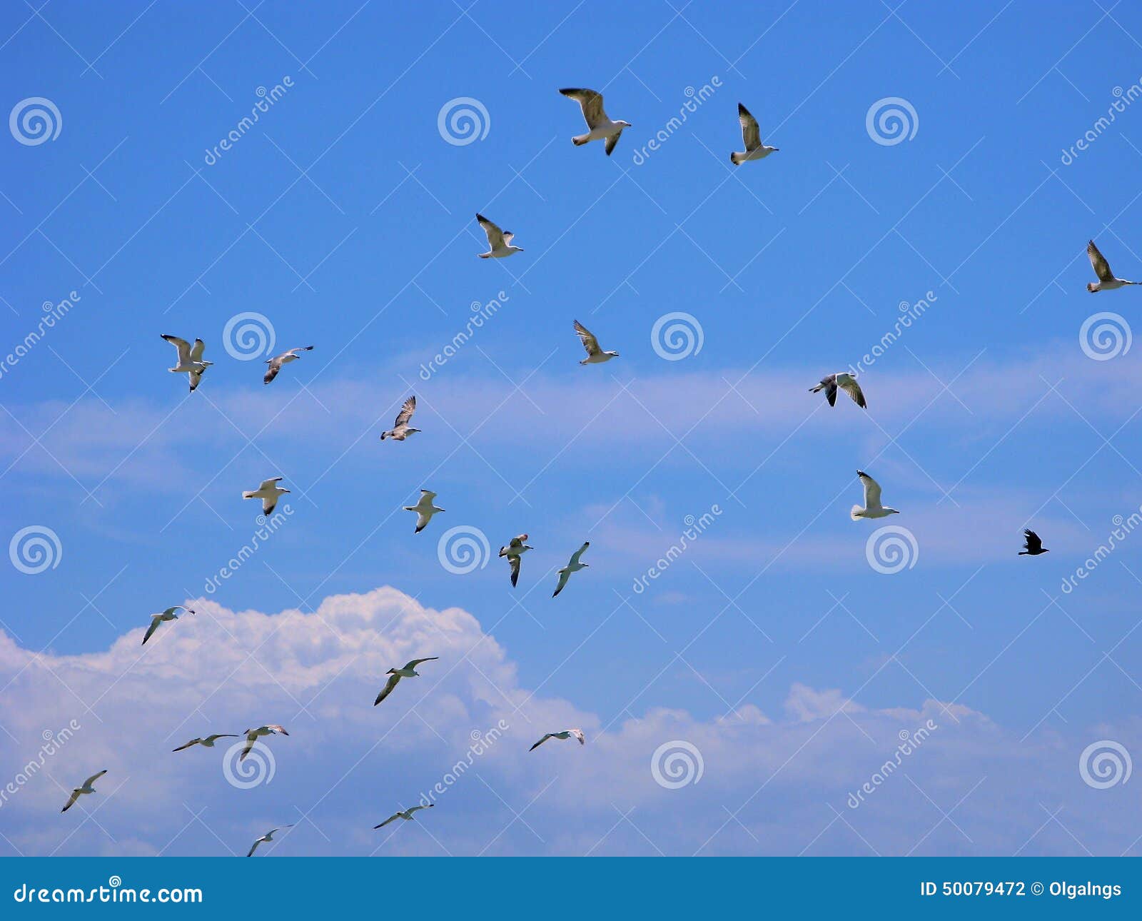Free flight stock photo. Image of freely, wildlife, people - 50079472