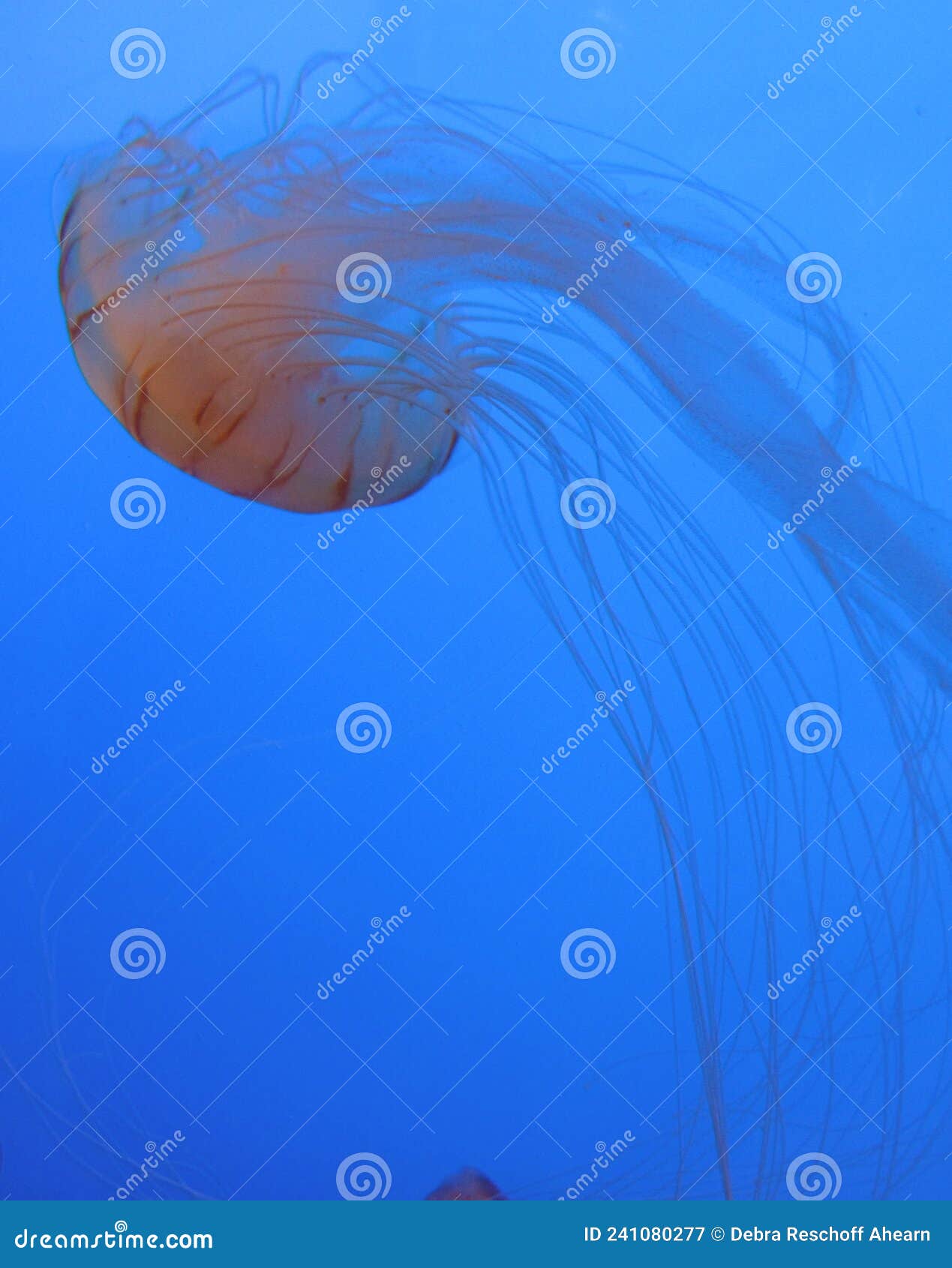 Mat Of Free Floating Algae Sargassum In Carribean Ocean Close To Tulum ...