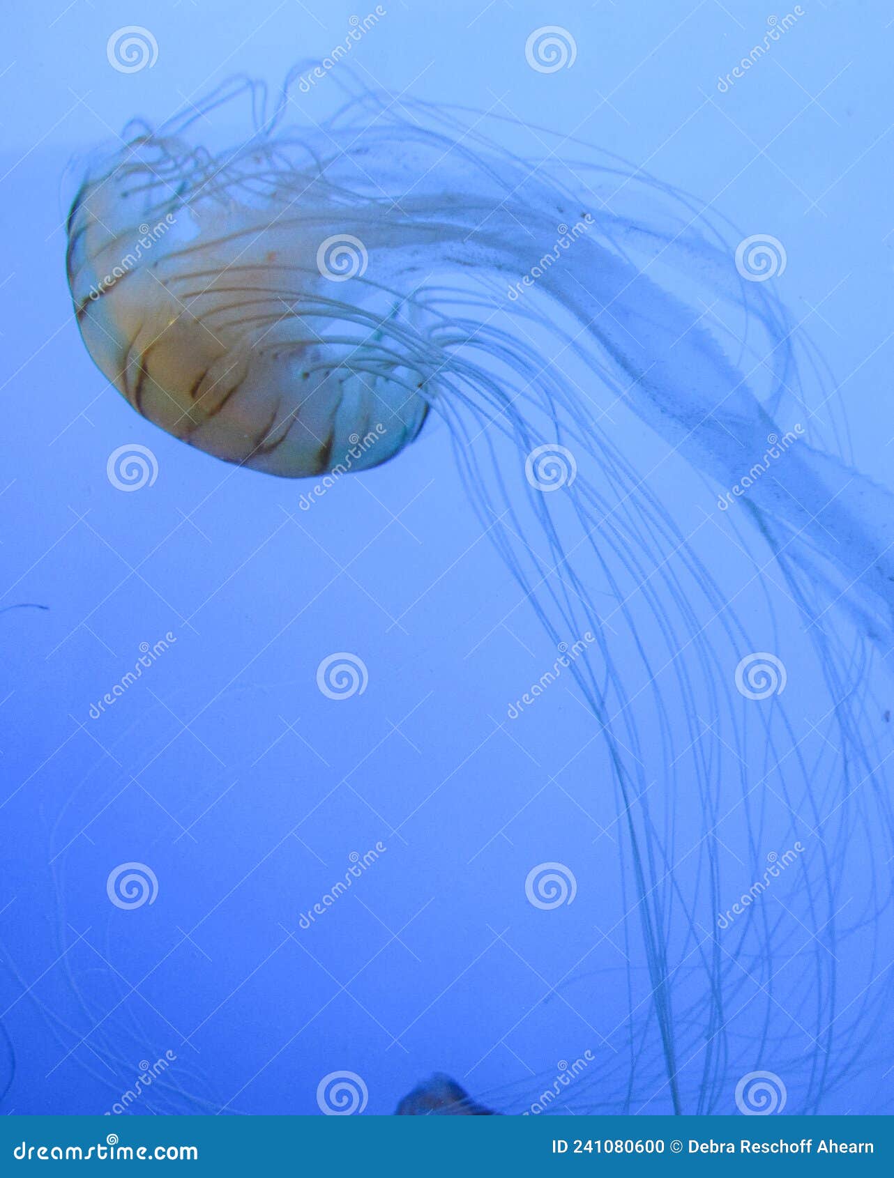 Mat Of Free Floating Algae Sargassum In Carribean Ocean Close To Tulum ...