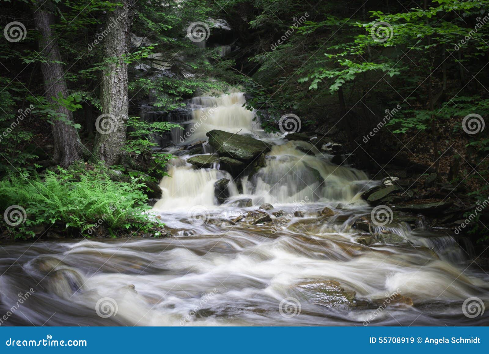 Free Flowing Creek stock image. Image of tree, leaves - 55708919