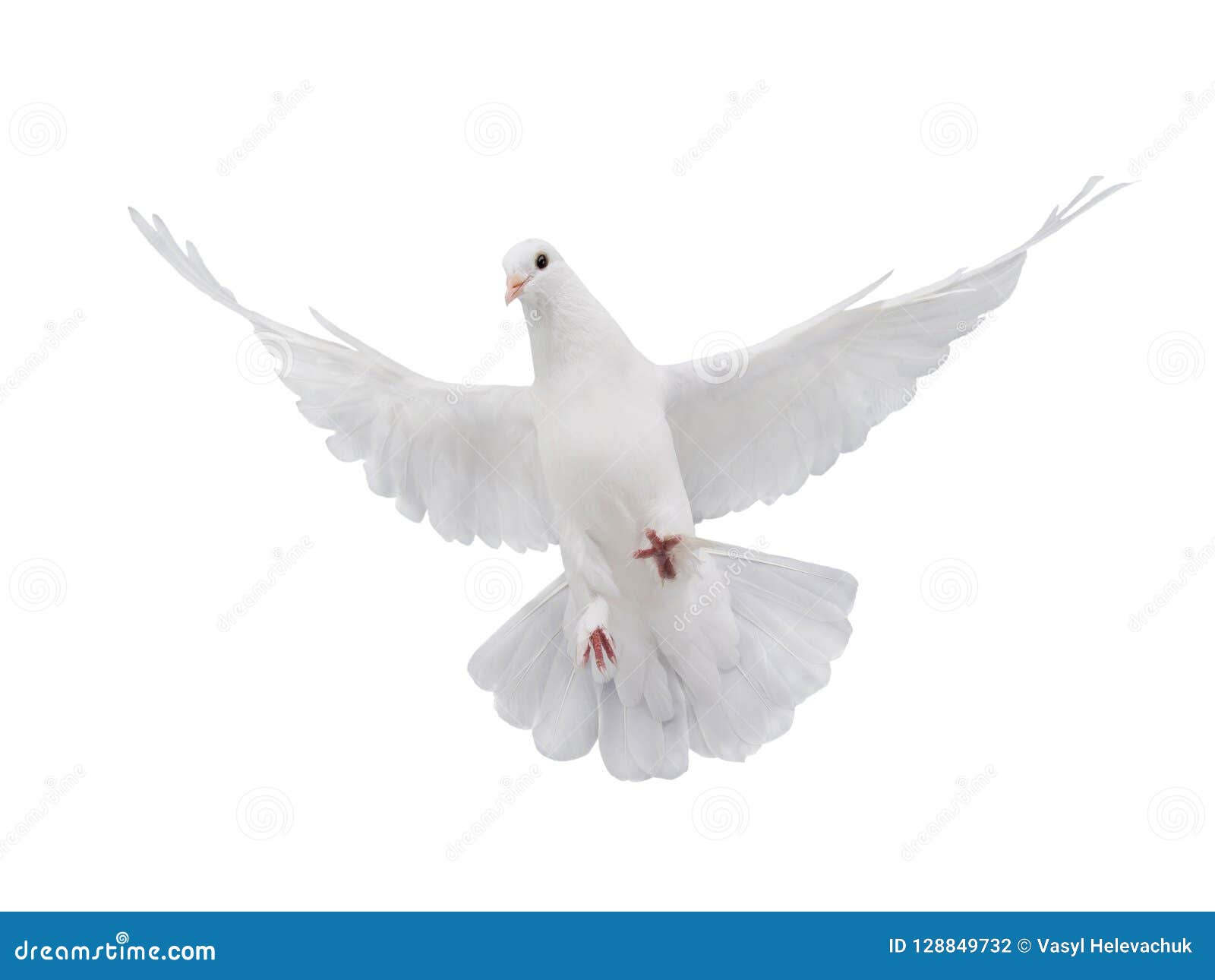 Free Flying White Dove Isolated Stock Photo - Image of mail, easter ...