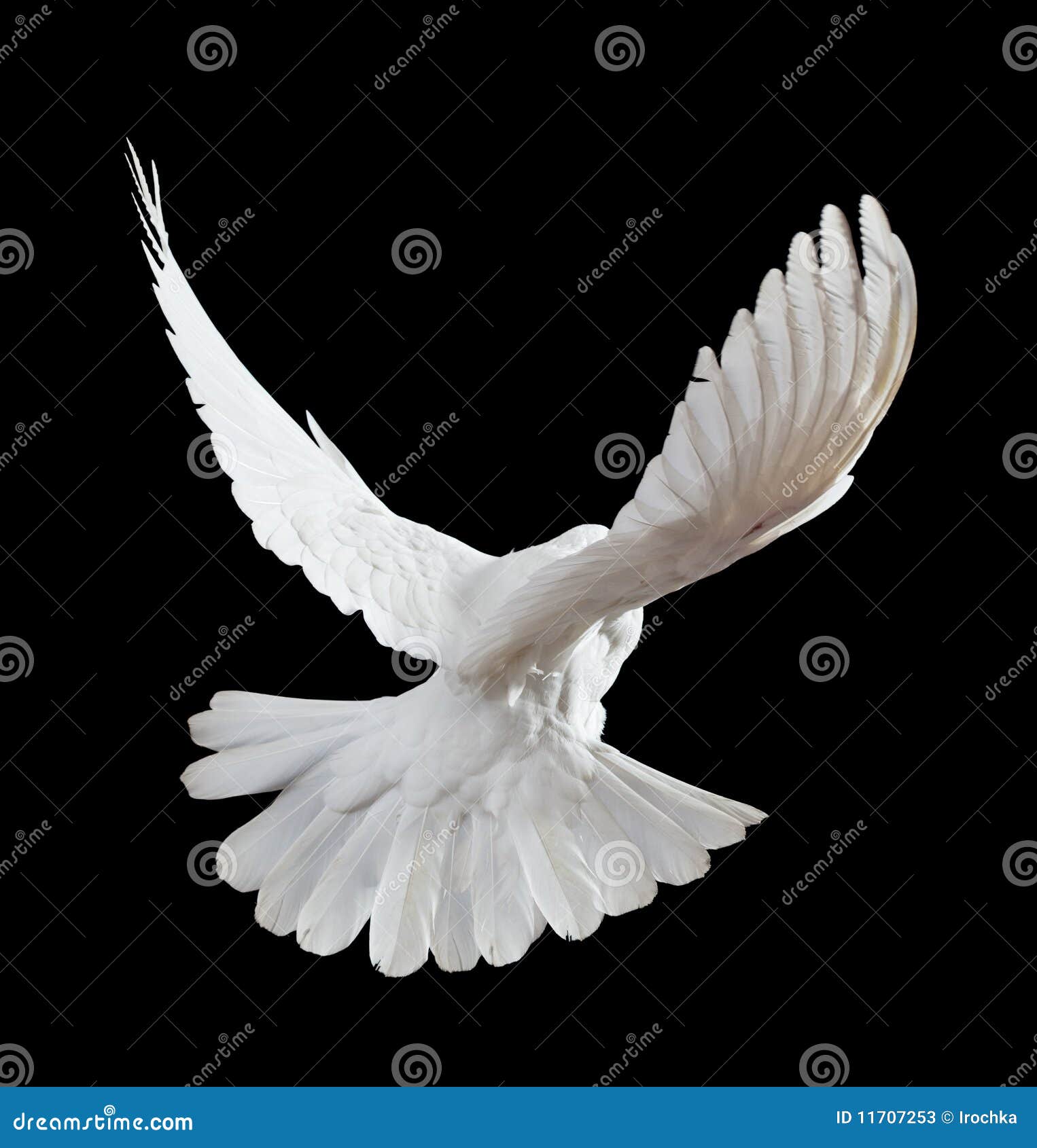 A Free Flying White Dove Isolated on a Black Stock Image - Image of ...