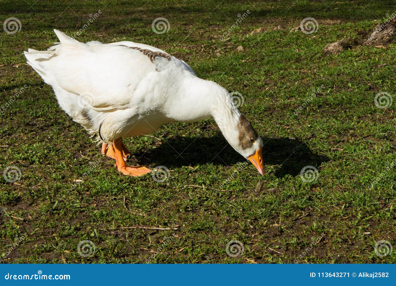 Free Goose Grazing in the Farm Stock Image - Image of domestic, lawn ...