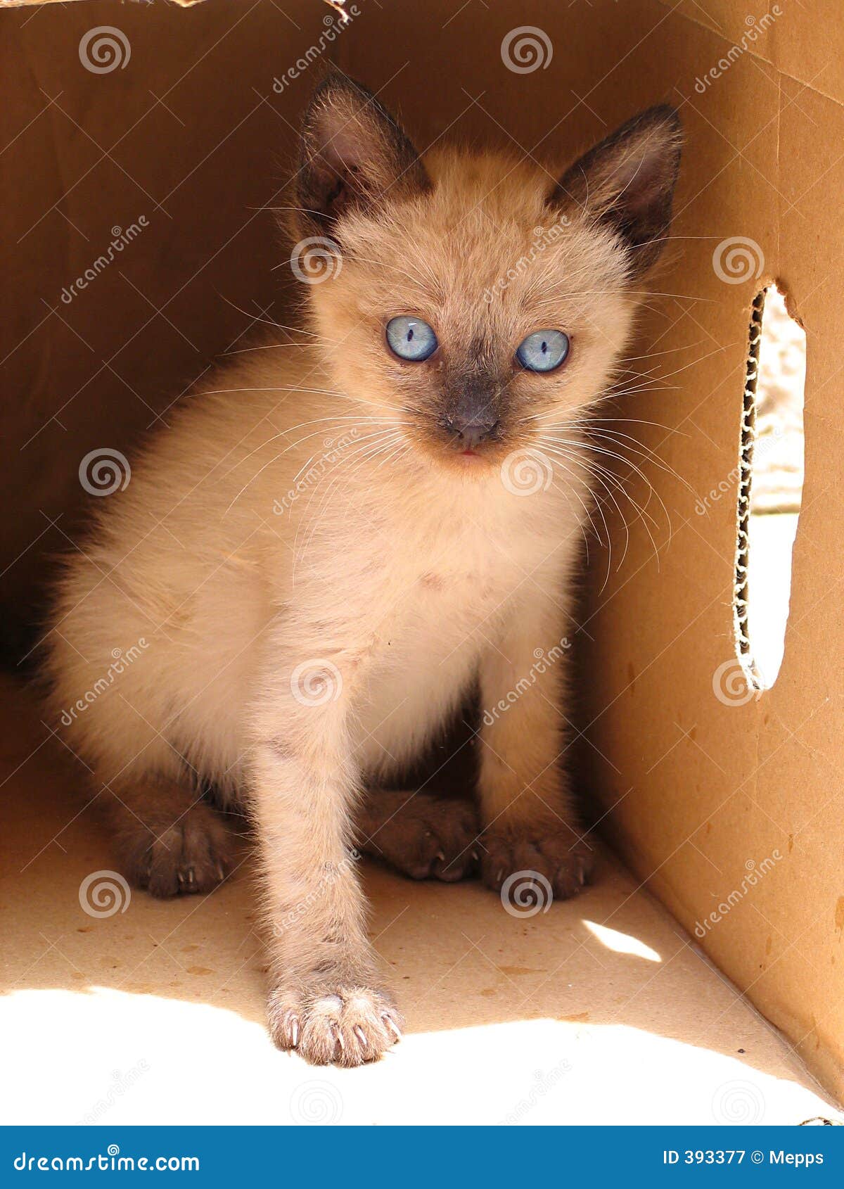 Free Kittens stock image. Image of meow, white, siamese - 393377