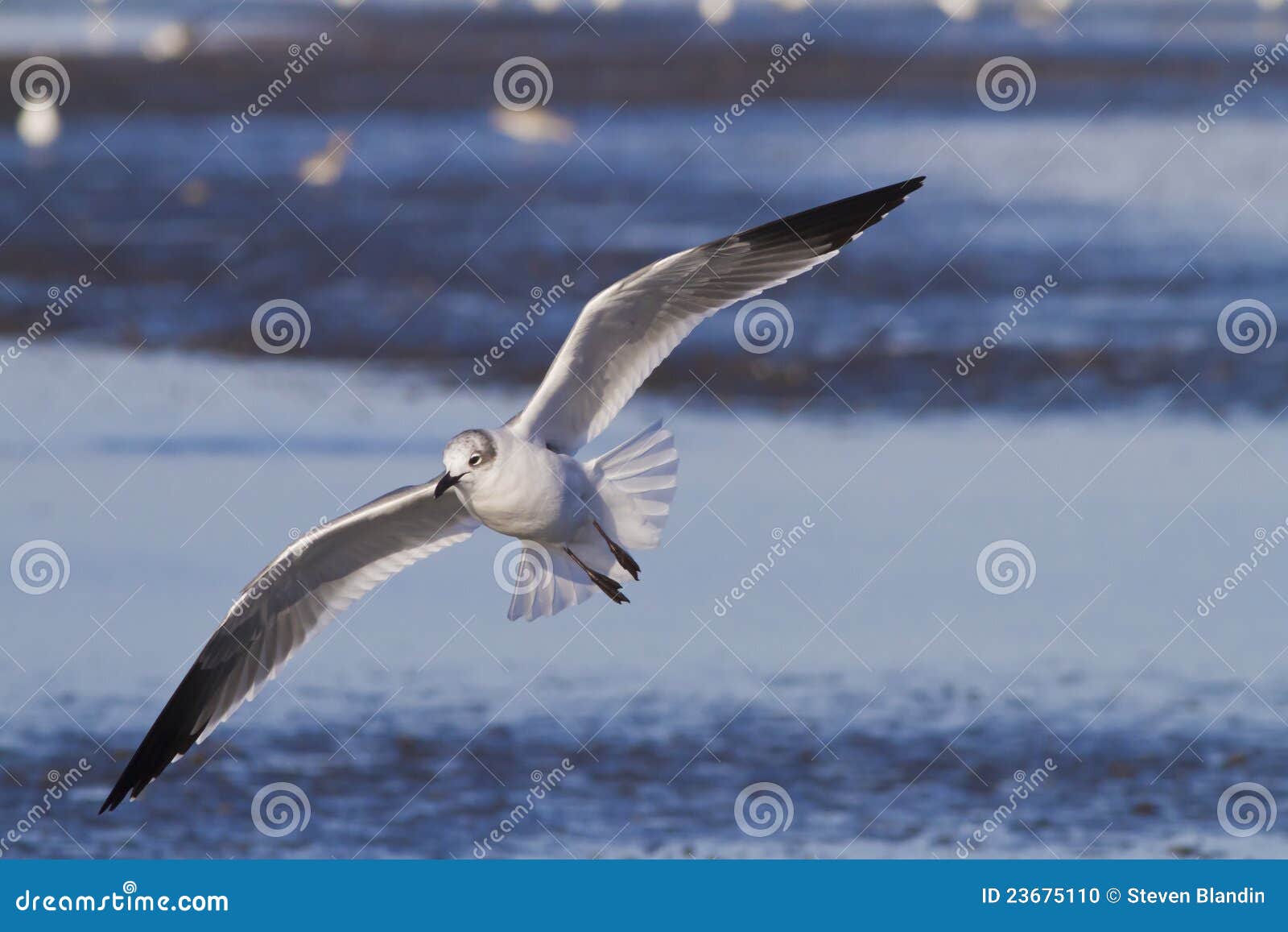 Free Like a bird stock photo. Image of larus, laughing - 23675110