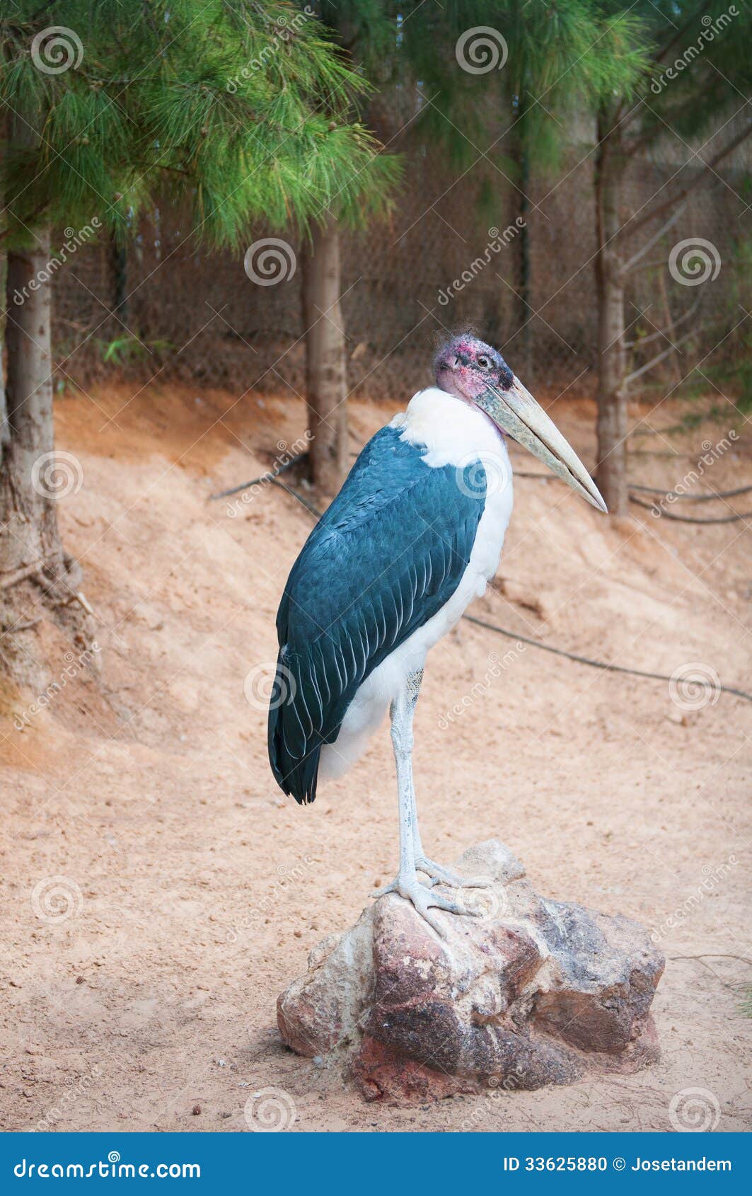 Free marabou in the field stock photo. Image of black - 33625880