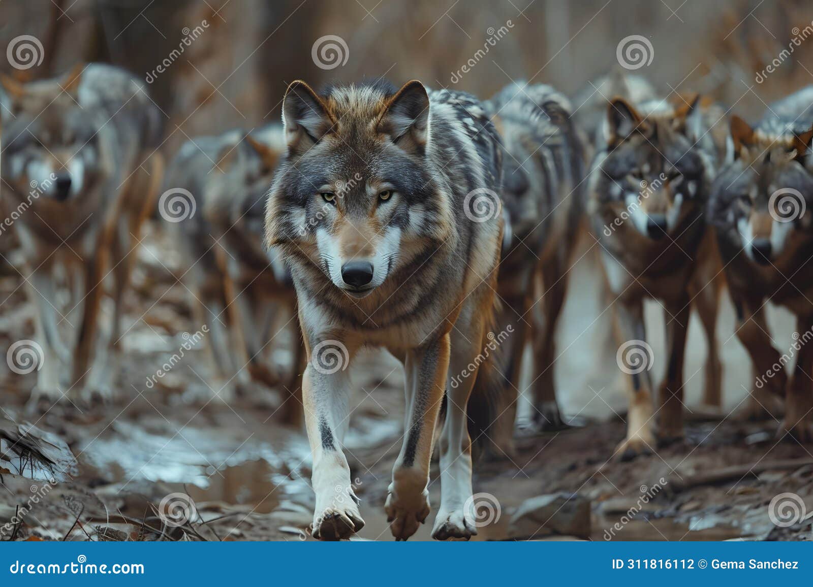 Free pack of wolves stock illustration. Illustration of predator ...