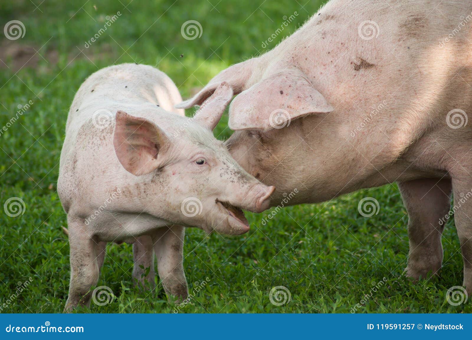 Free pigs in a meadow stock image. Image of cute, agriculture - 119591257