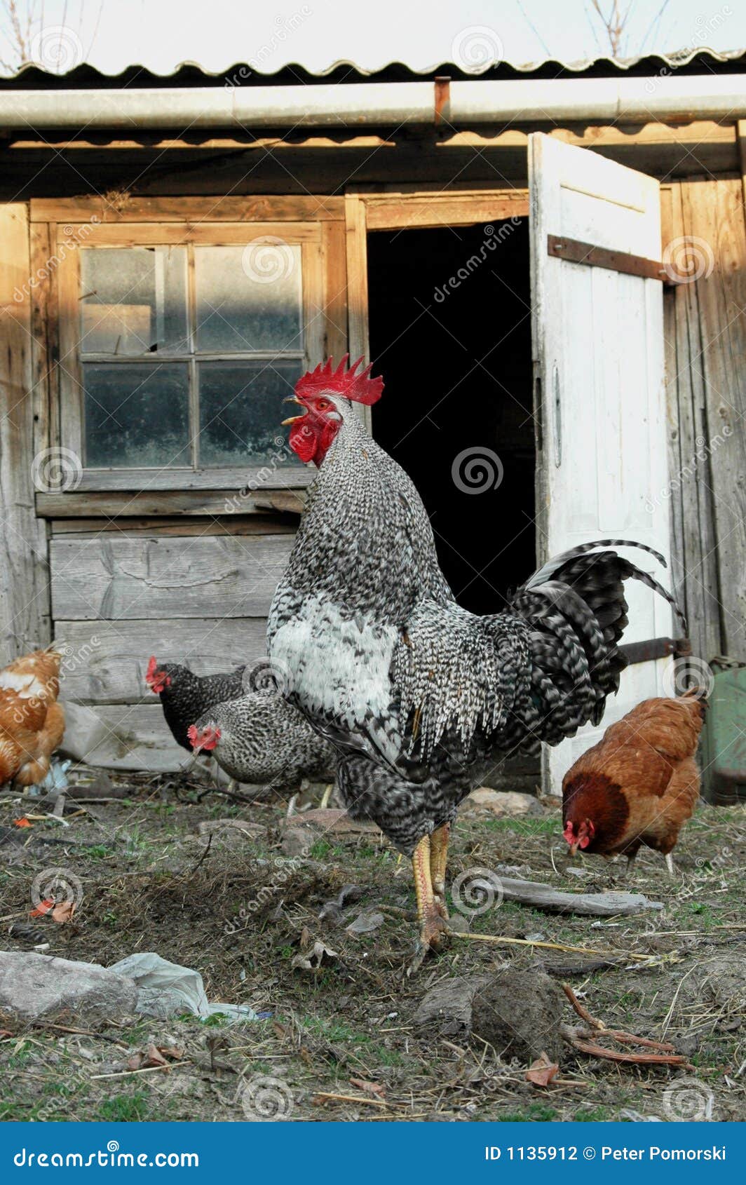 Rooster Crowing Peter