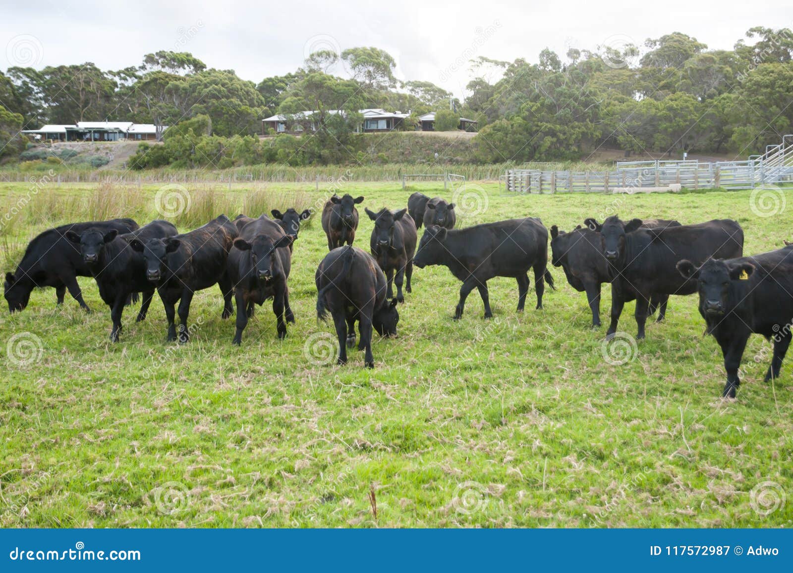 Free Range Cattle stock image. Image of grazing, meat - 117572987