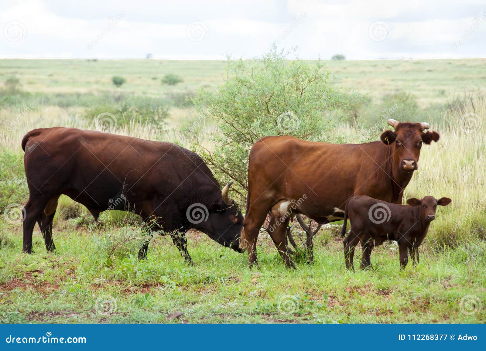 Free Range Australian Cattle Stock Image - Image of livestock, bull ...