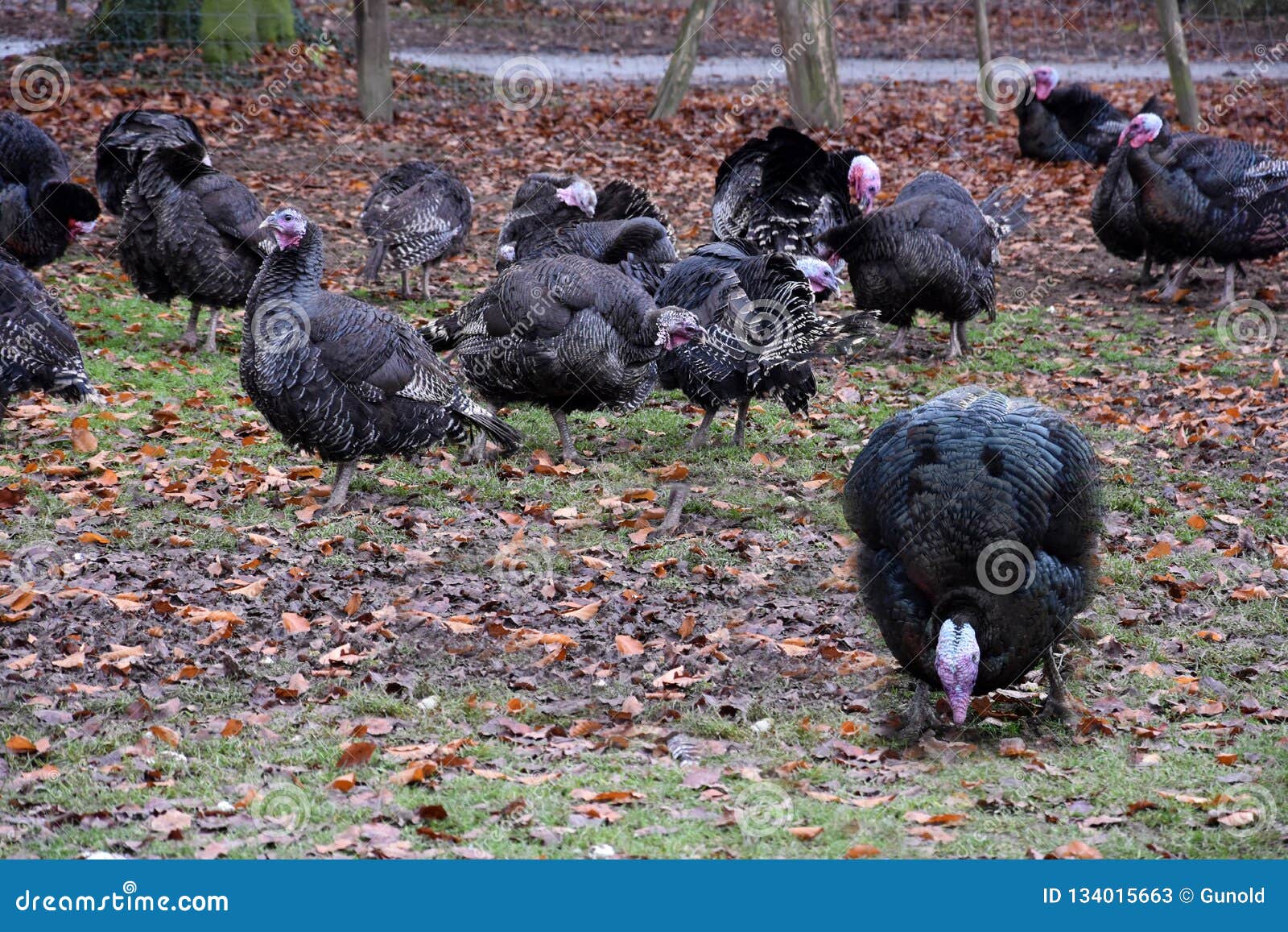Free-range Bronze Turkeys Outside in the Meadow Stock Image - Image of ...