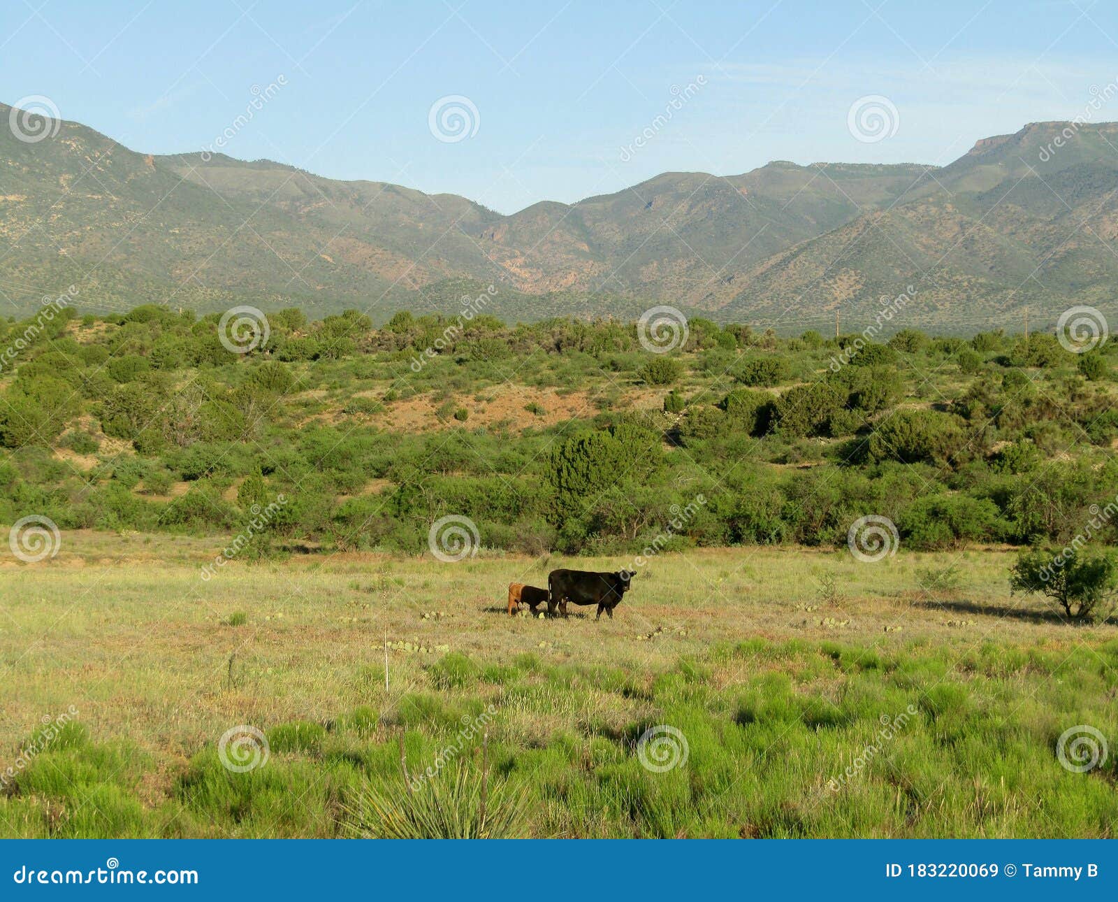 Free-range Cattle Arizona Scene Stock Image - Image of agriculture ...