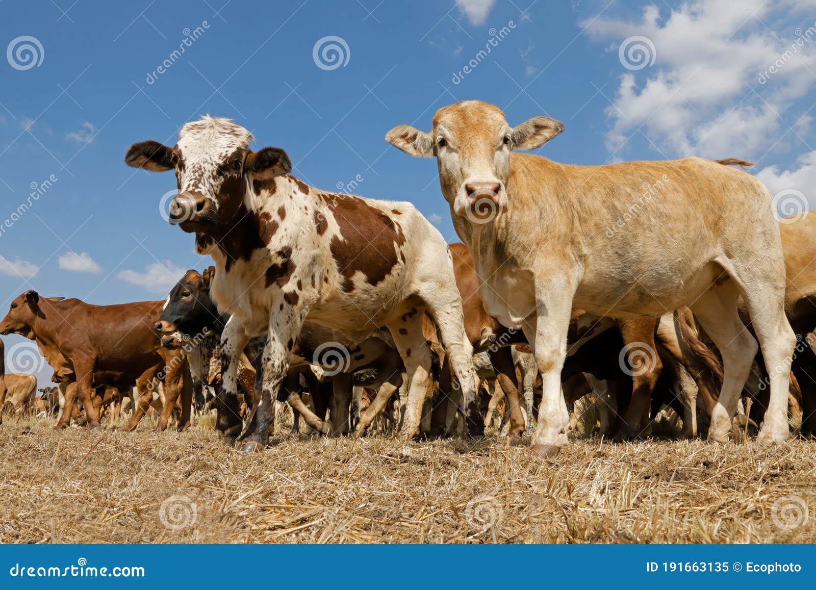 Free-range Cattle on Rural Farm Stock Image - Image of farm ...