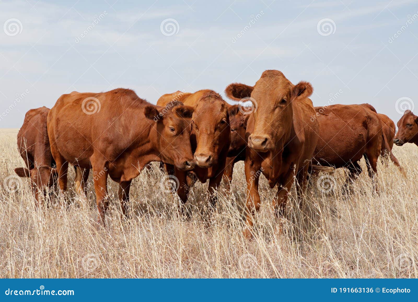 Free-range Cattle on Rural Farm Stock Photo - Image of land, africa ...