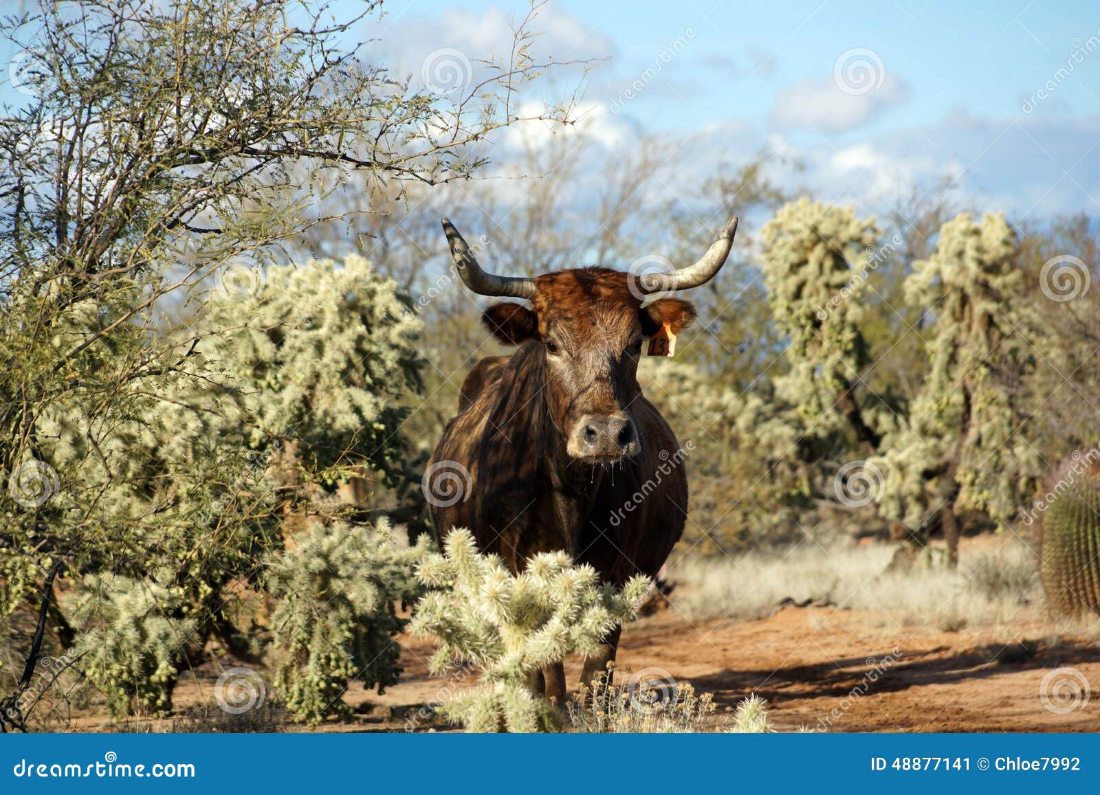 Free range cattle stock image. Image of lone, open, range - 48877141