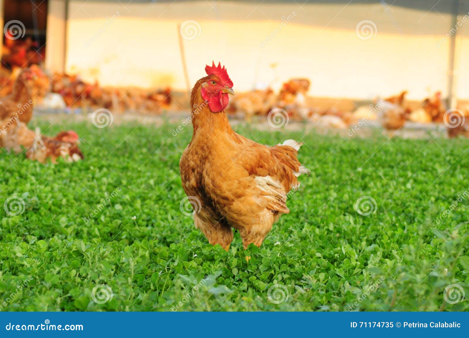 Free Range Chicken Farm - Cock And Chickens Roam Freely Outdoors ...