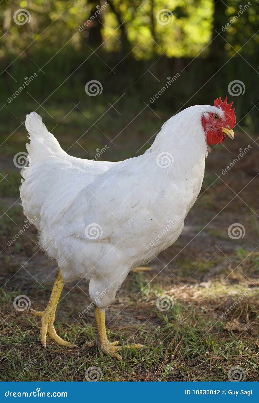 Free range chicken stock photo. Image of feathers, wings - 10830042