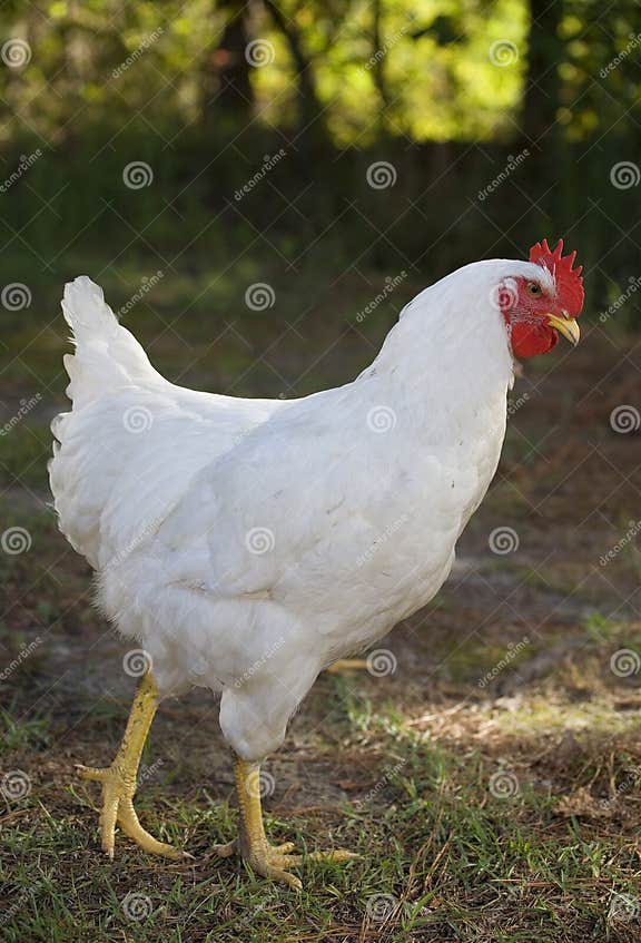 Free range chicken stock photo. Image of feathers, wings - 10830042