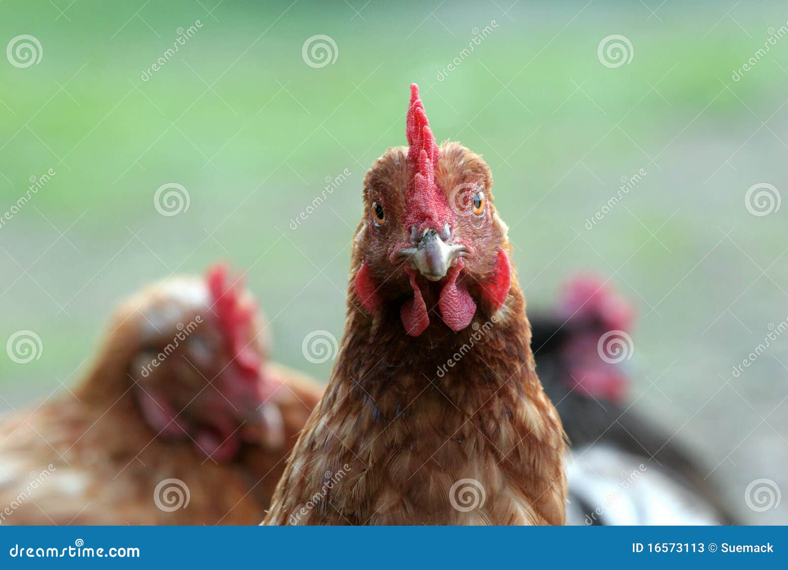 Free range chicken stock image. Image of range, beak - 16573113