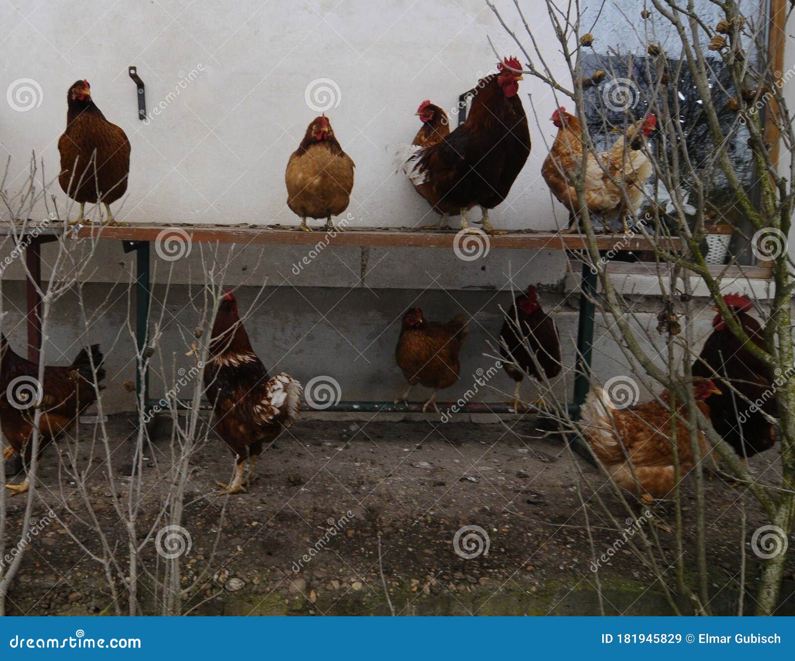 Free Range Chicken on Bench Stock Image - Image of beak, livestock ...