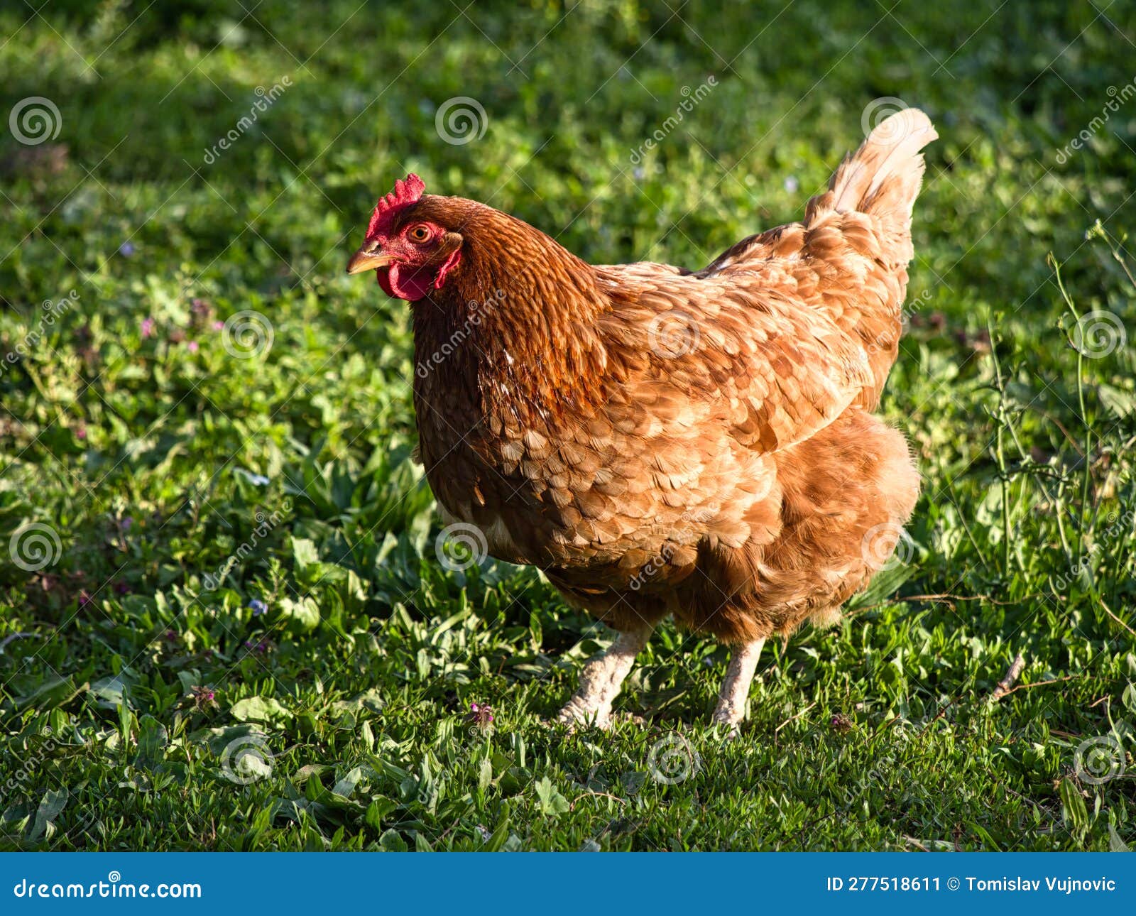 Free-range Chicken with Brown Feathers on a Farm Stock Image - Image of ...