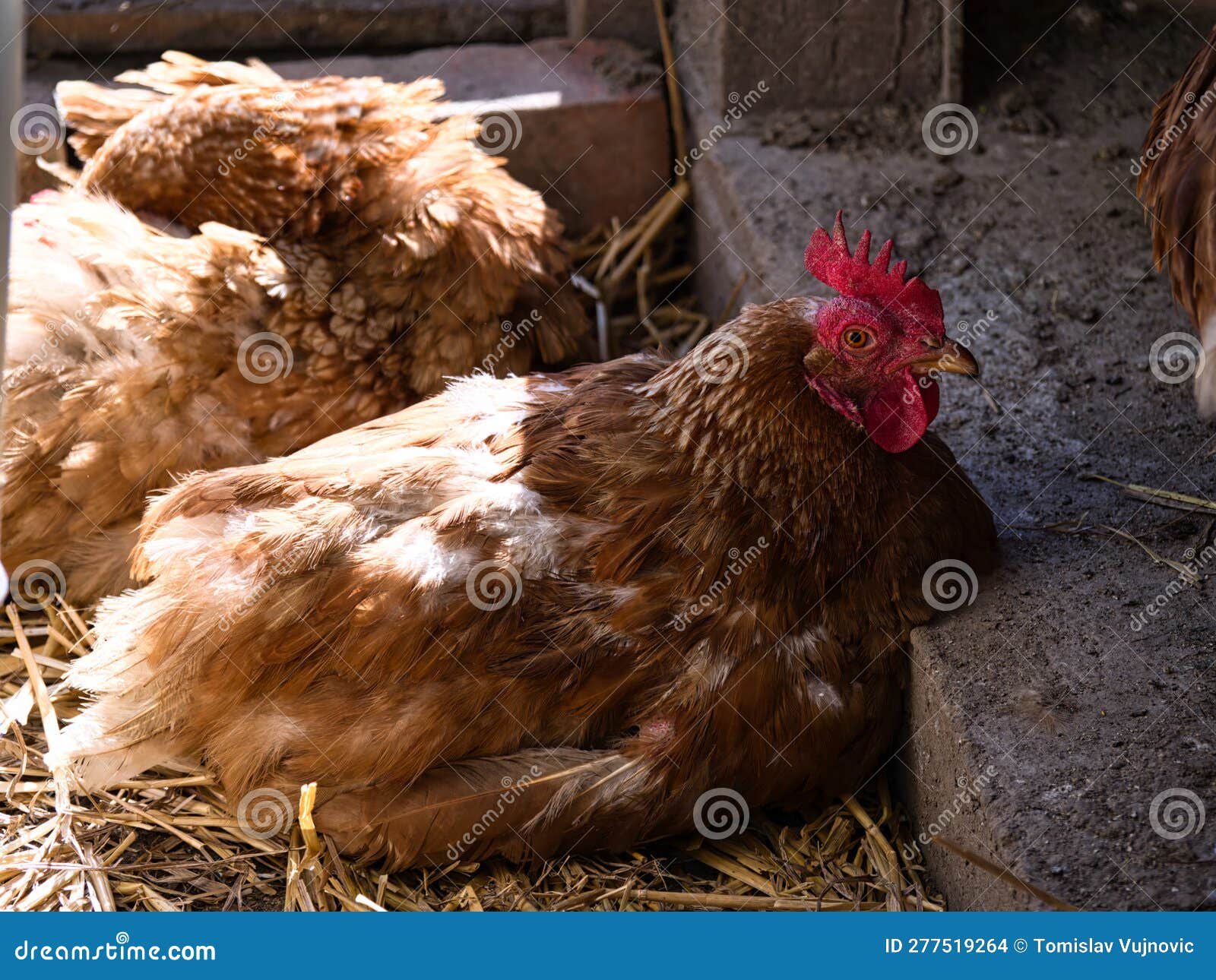 Free-range Chicken with Brown Feathers on a Farm Stock Photo - Image of ...