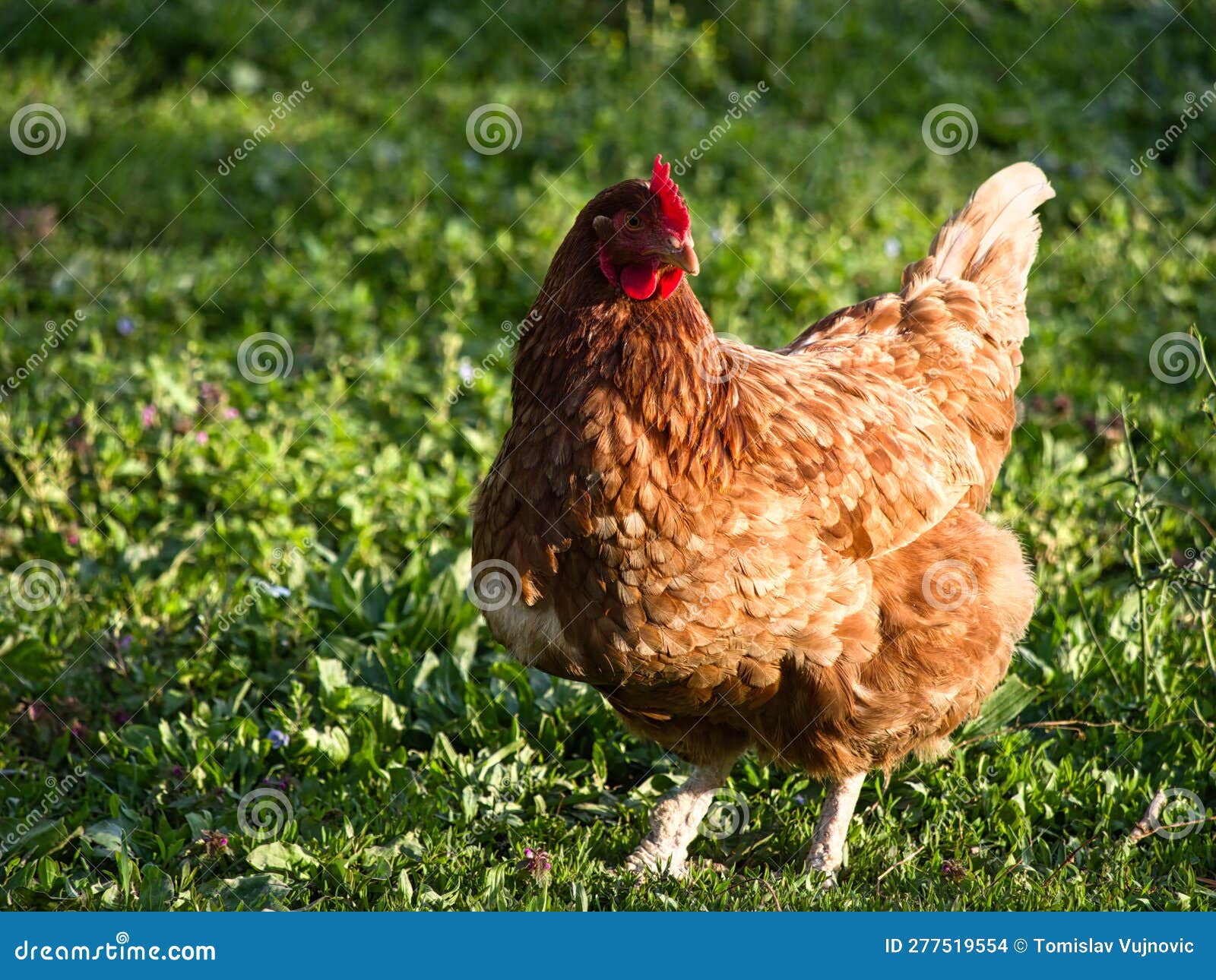 Free-range Chicken with Brown Feathers on a Farm Stock Photo - Image of ...