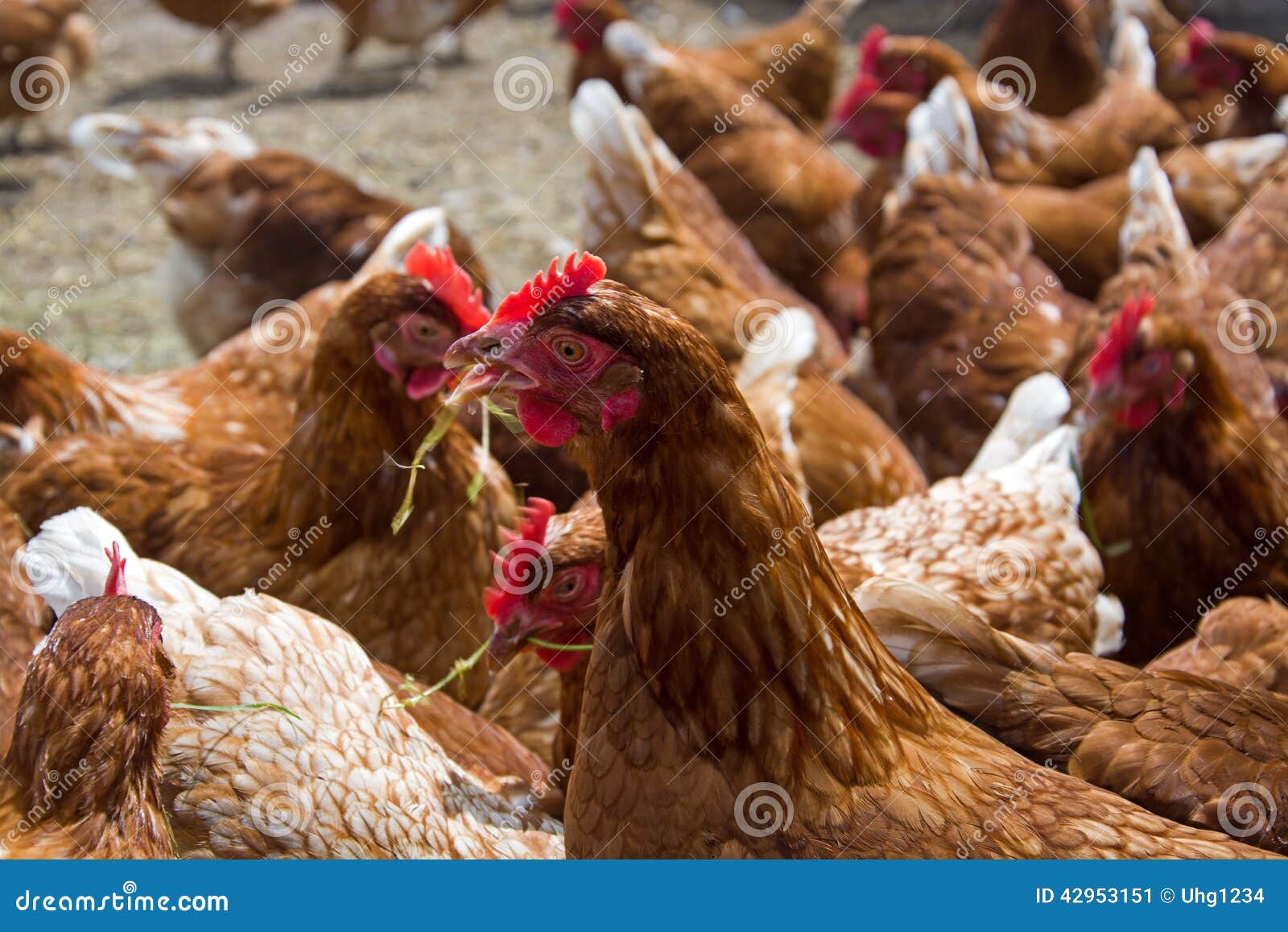 Free-Range Chicken stock image. Image of range, poultry - 42953151