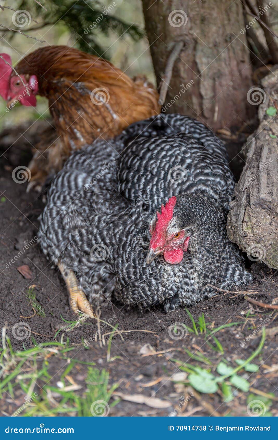 Chicken Is Bathing In Dust Or Sand In Countryside Ranch. Domestic Hens ...