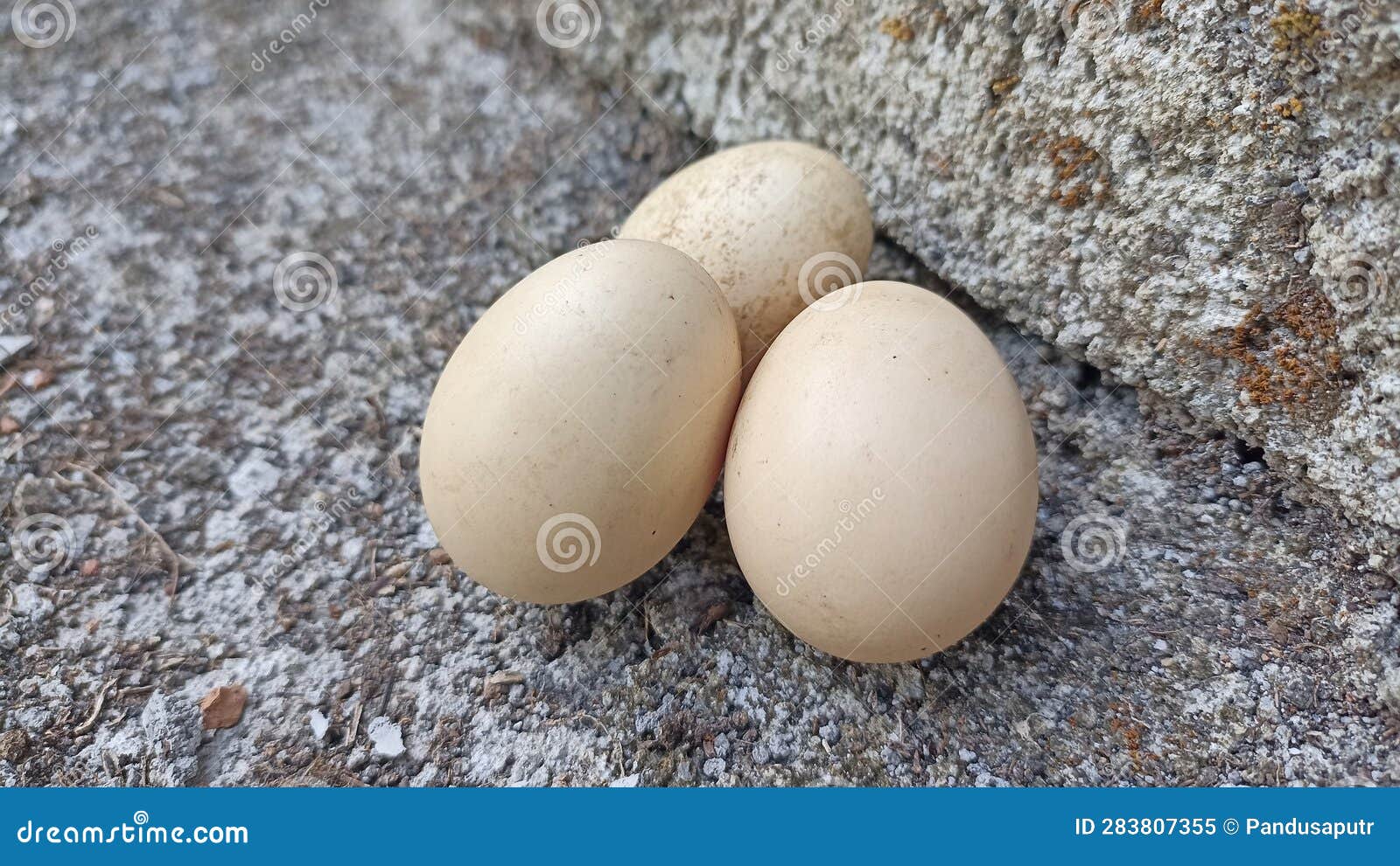 Free-range Chicken Eggs that are Ready To Be Processed into Delicious ...